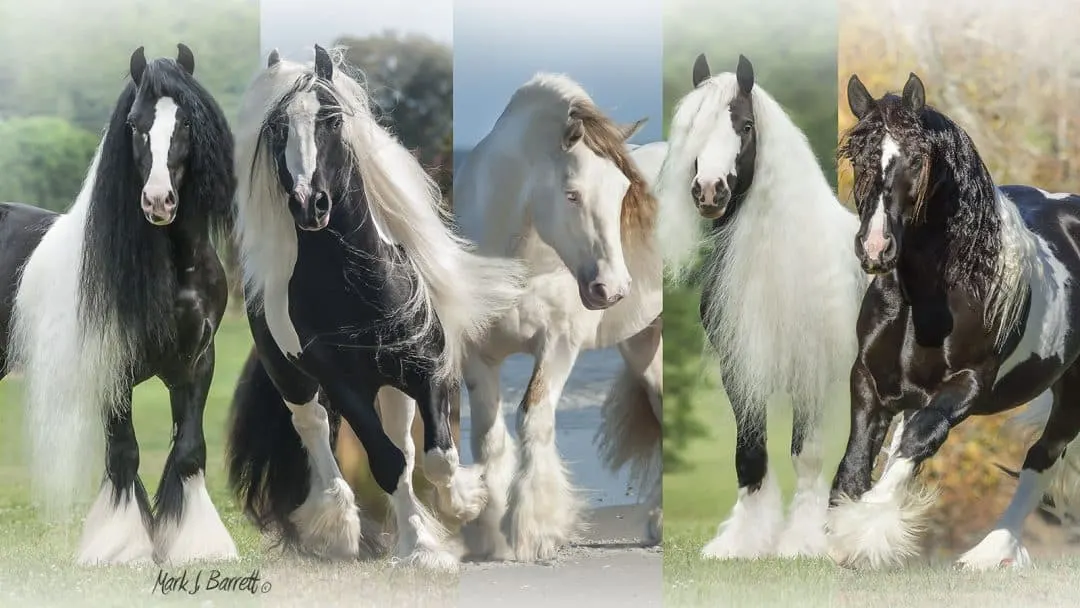 5 Smallest Horses & Horse Breeds in the World