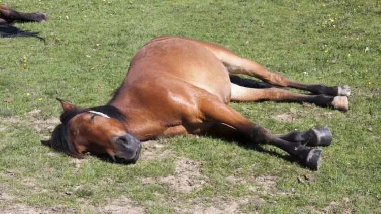 How Do Horses Sleep & Do They Sleep Standing Up?