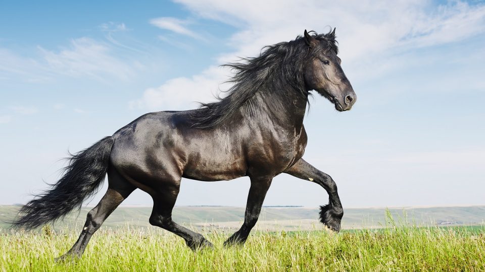 8 Friesian Horse Facts That Unveil the Majesty of This Beautiful Breed
