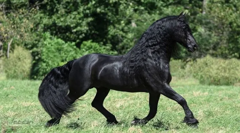 14 Most Expensive Horse Breeds in the World (Prices, Stats & Pictures)