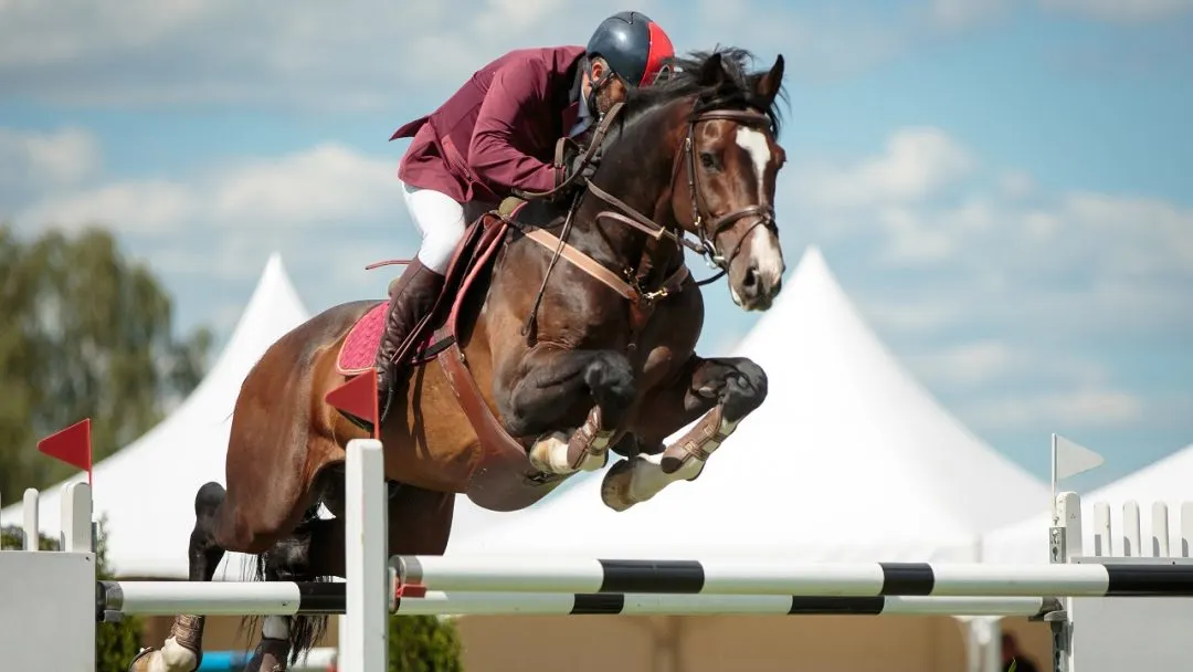 13 Common Types of Horse Sports & Equestrian Competitions