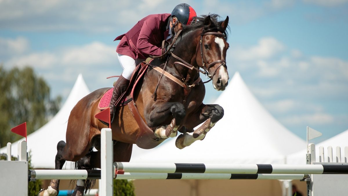 13 Common Types of Horse Sports & Equestrian Competitions