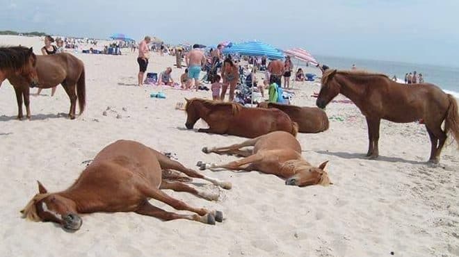 6 Common Black Horse Breeds You Need to See - Horsey Hooves