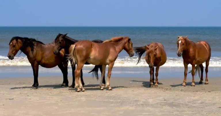 Meet the Corolla Wild Horses that Roam Freely on this Beach in America