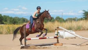 What Is An OTTB Horse? Ultimate Guide, Facts, FAQs and Cost