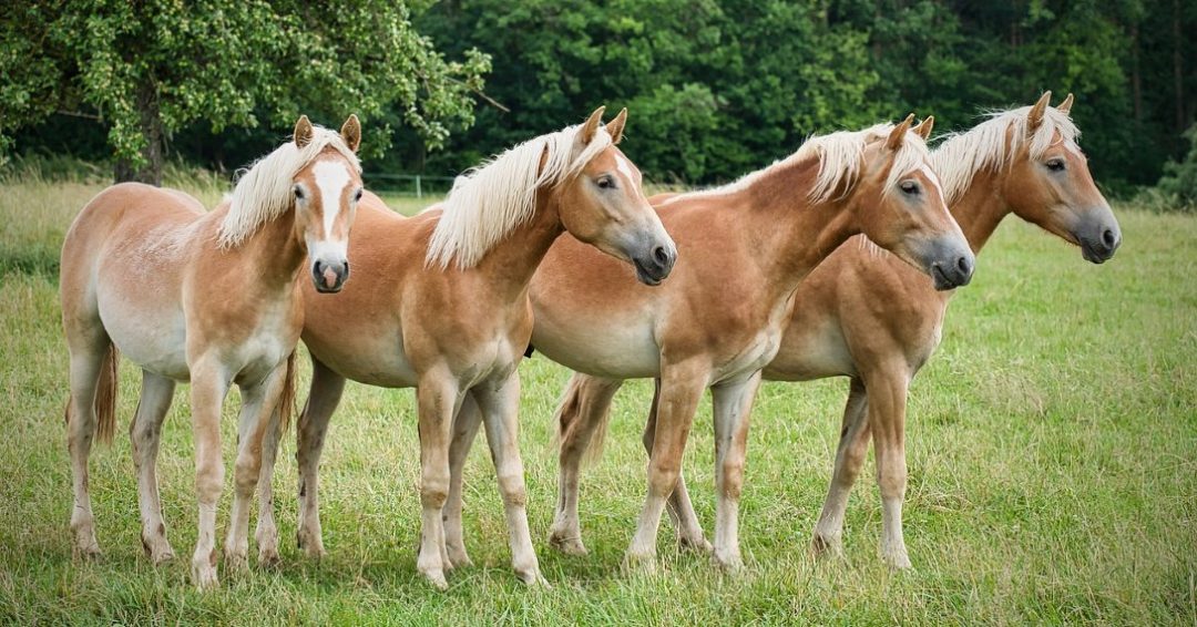 Miniature Horse Price: How Much Do They Cost? (Facts & Buyer's Guide)