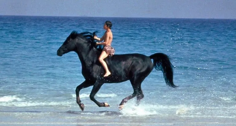 11 The Black Stallion Movie Facts You Probably Didn't Know