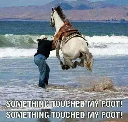 16 Funny Things Horses Do to Annoy Us