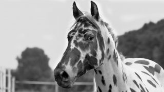 9 Common White Horse Breeds (With Photos) - Horsey Hooves