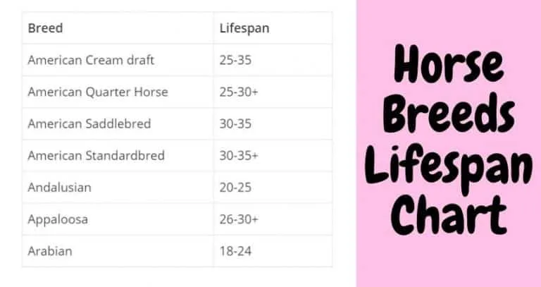 Average Lifespan of Common Horse Breeds Chart - Horsey Hooves
