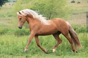 10 Most Common Horse Breeds in America & Why They're Popular