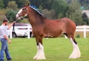 15 Native English & British Horse Breeds (Facts, History, & Pictures)
