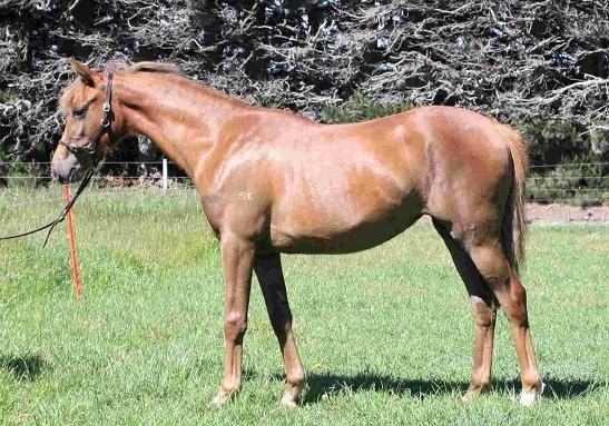 8 Common Native French Horse Breeds (History, Facts & Information)