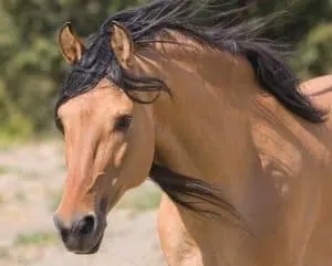 Meet The Real Horse That Inspired Spirit: Stallion of the Cimarron