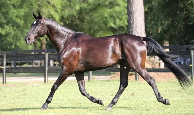 5 Native Irish Horse Breeds