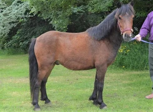 5 Native Irish Horse Breeds