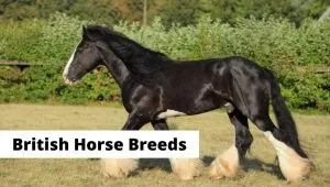 15 Native English & British Horse Breeds (Facts, History, & Pictures)