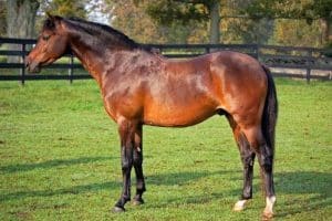 15 Native English & British Horse Breeds (Facts, History, & Pictures)