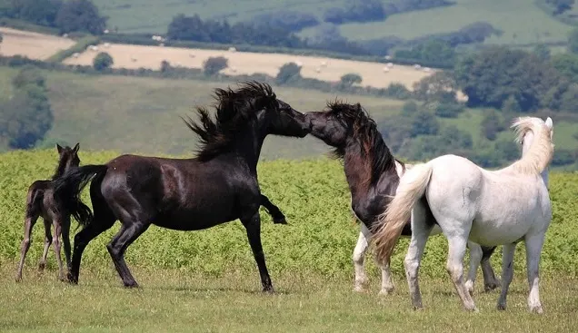 15 Native English & British Horse Breeds (Facts, History, & Pictures)