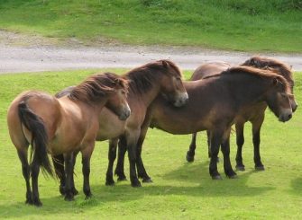 15 Native English & British Horse Breeds (Facts, History, & Pictures)