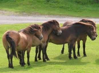 15 Native English & British Horse Breeds (Facts, History, & Pictures)