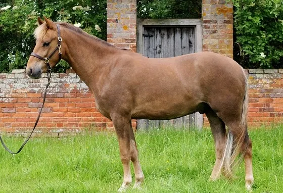 15 Native English & British Horse Breeds (Facts, History, & Pictures)