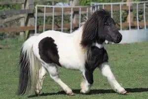 10 Best Horse and Pony Breeds for Kids