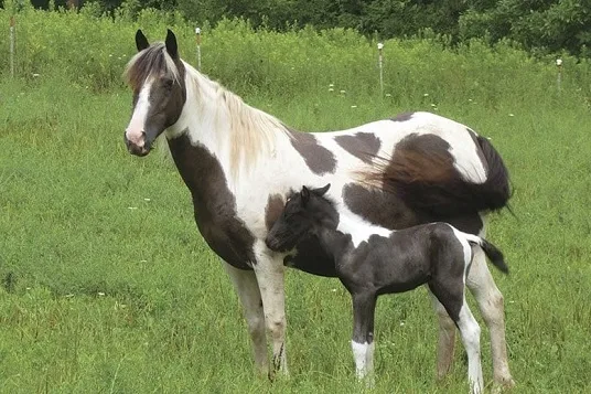 9 Native American Horse Breeds and Their Roles in History