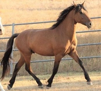 6 Types of Mustang Horses & Their History