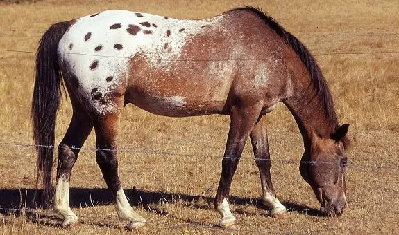 9 Native American Horse Breeds and Their Roles in History