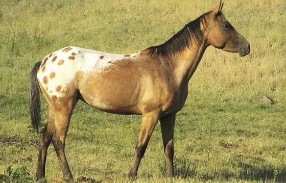 9 Native American Horse Breeds and Their Roles in History