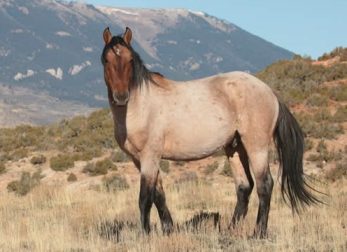 6 Types of Mustang Horses & Their History