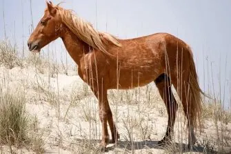 6 Types of Mustang Horses & Their History