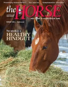12 Best Horse Magazines for Horse Lovers and Equestrians