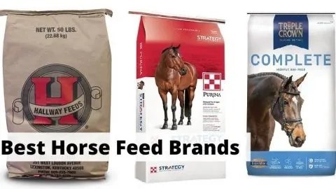 7 Best Horse Feed Brands for Horse Owners (2021)
