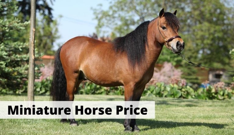 Miniature Horse Price: How Much Do They Cost? (Facts & Buyer's Guide)