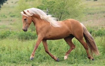 Morgan Horse Breed Profile (Facts, History, Temperament, Color & FAQs)