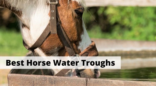 5 Best Horse Water Troughs That Are Reliable and Durable