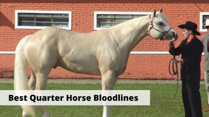 7 Famous Ranch & Quarter Horse Bloodlines - Horsey Hooves