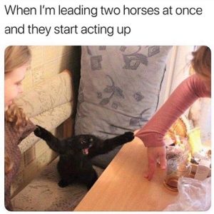 40 Funny Horse Memes Equestrians Will Find Hilarious