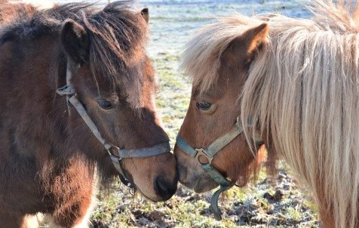 Shetland Pony Price: How Much Do Shetlands Cost?