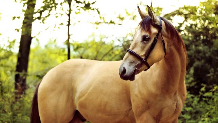 7 Famous Ranch & Quarter Horse Bloodlines - Horsey Hooves