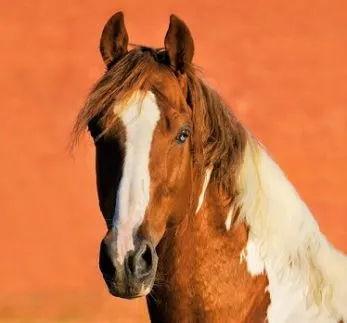 8 Facts You Didn't Know About Tennessee Walking Horses