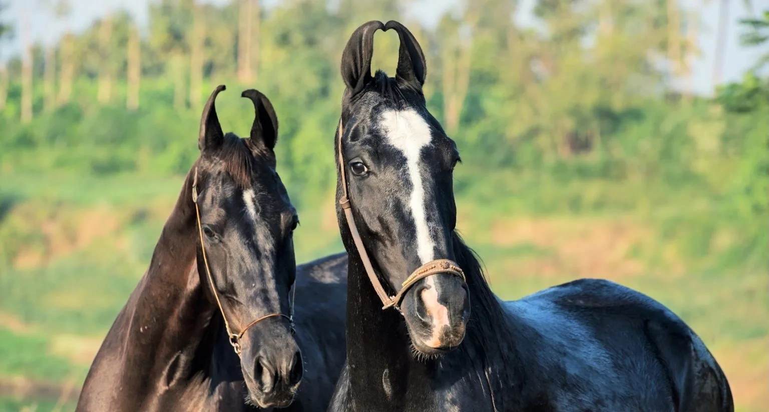 8 Weird & Unusual Horse Breeds You Have to See