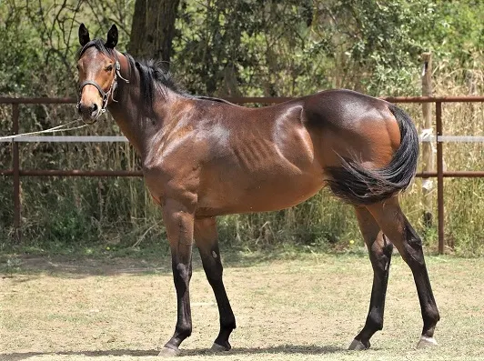 5 Cheapest Horse Breeds to Consider Buying & What to Look Out For