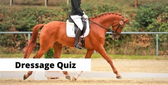 15 Fun Horse Quiz Questions for Kids & Beginner Riders