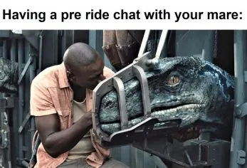 40 Funny Horse Memes Equestrians Will Find Hilarious