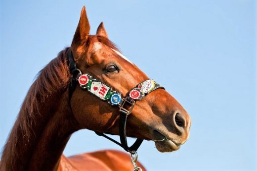 10 Facts & FAQs About Fallon Taylor, Famous Barrel Racer