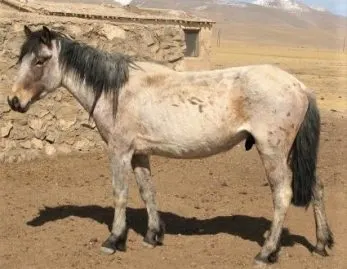 15 Chinese Horse Breeds (Facts, History & Pictures)