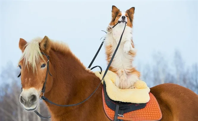 25 Beautiful Images of Horses and Dogs Together